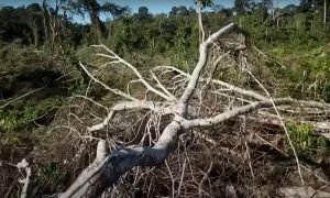 21 Pros And Cons Of Deforestation In The Amazon