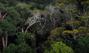 21 Pros And Cons Of Deforestation In The Amazon
