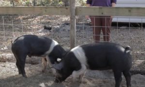 20 Pros And Cons Of Hampshire Pigs