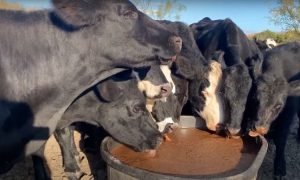 19 Pros And Cons Of Liquid Feed For Cattle